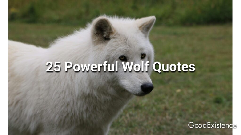25 Powerful Wolf Quotes