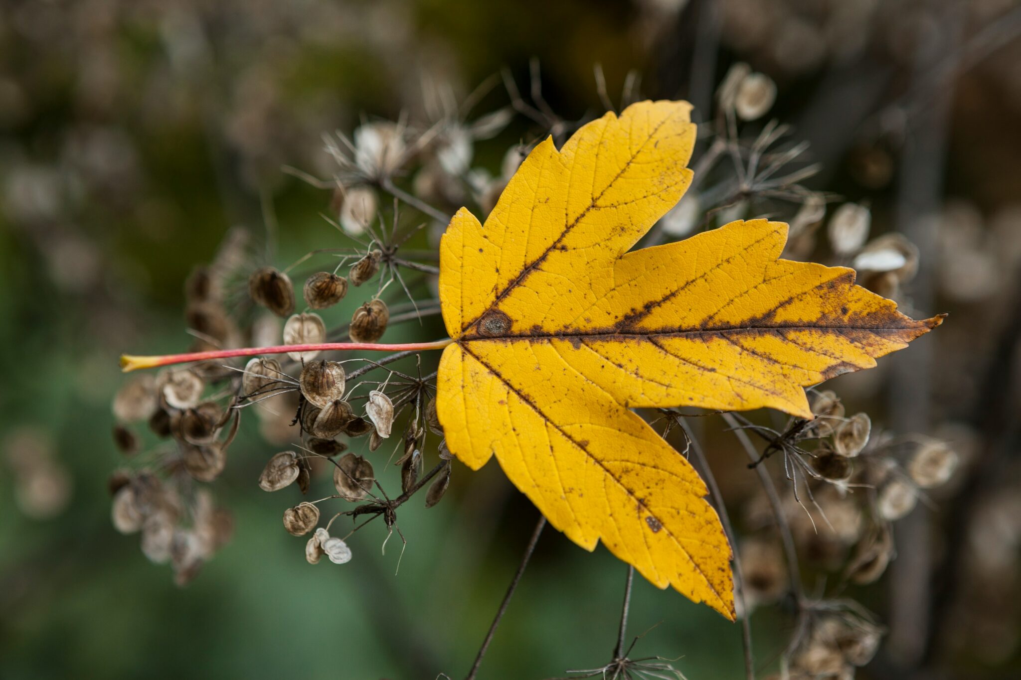 15 Quotes for Embracing Autumn Changes