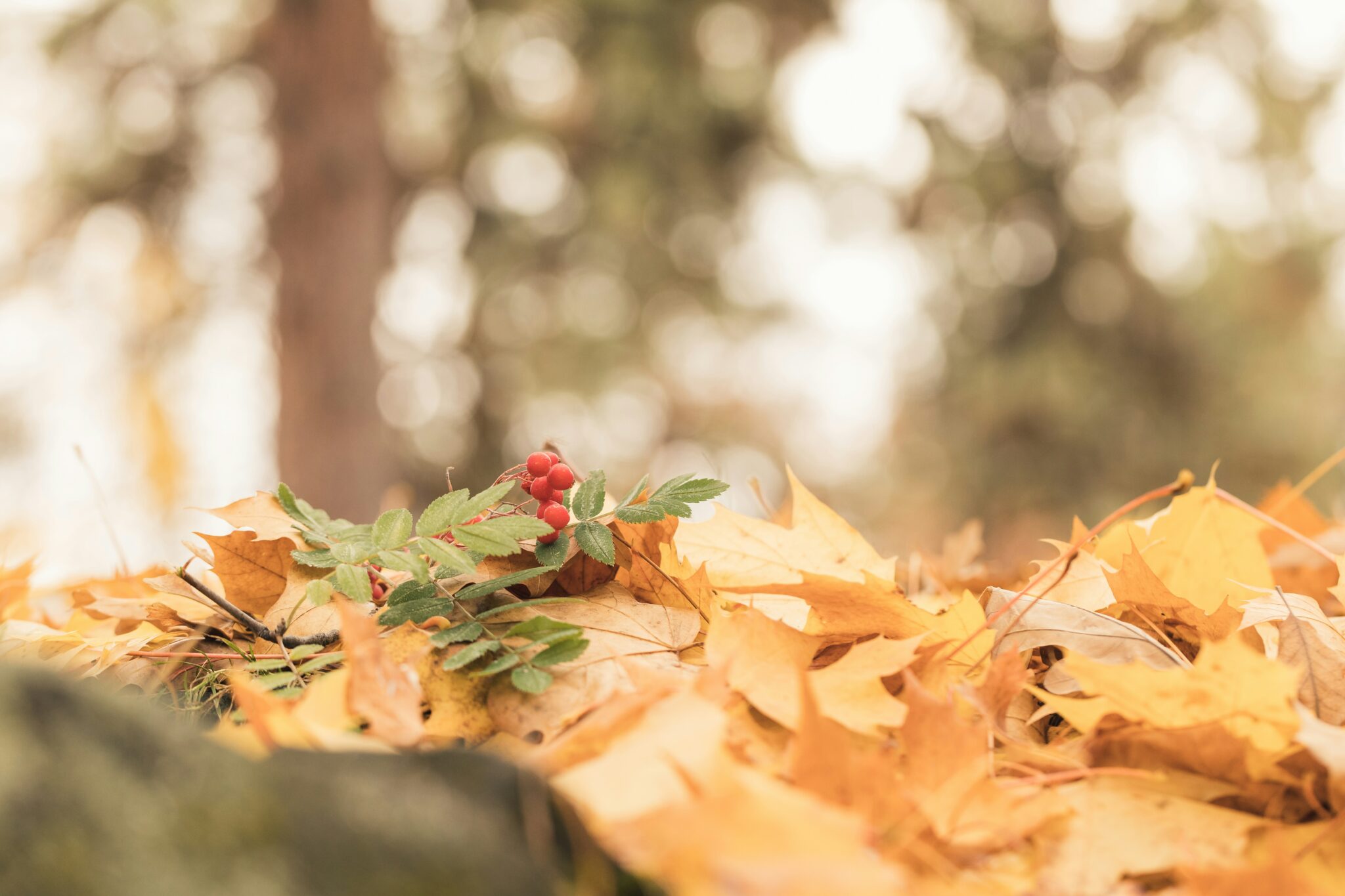 10 Fall Habits to Boost Your Productivity This Season