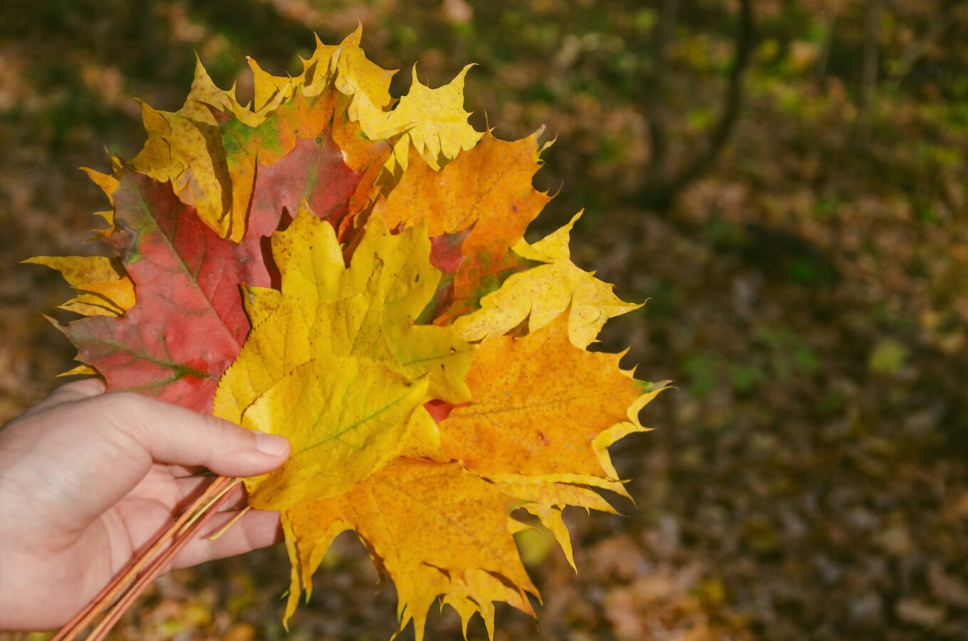 10 Mindset Tips for Embracing Change in Fall