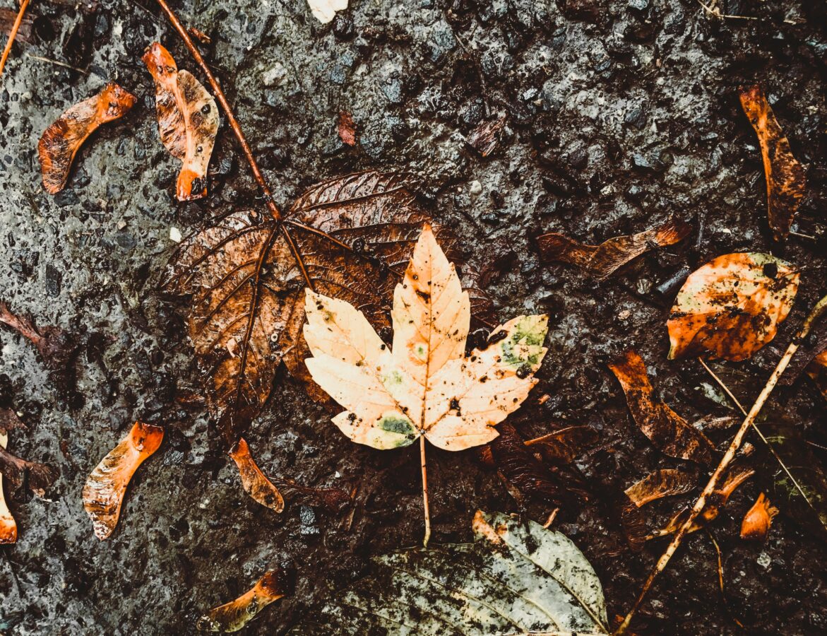 15 Quotes on Fall Reflection and Renewal