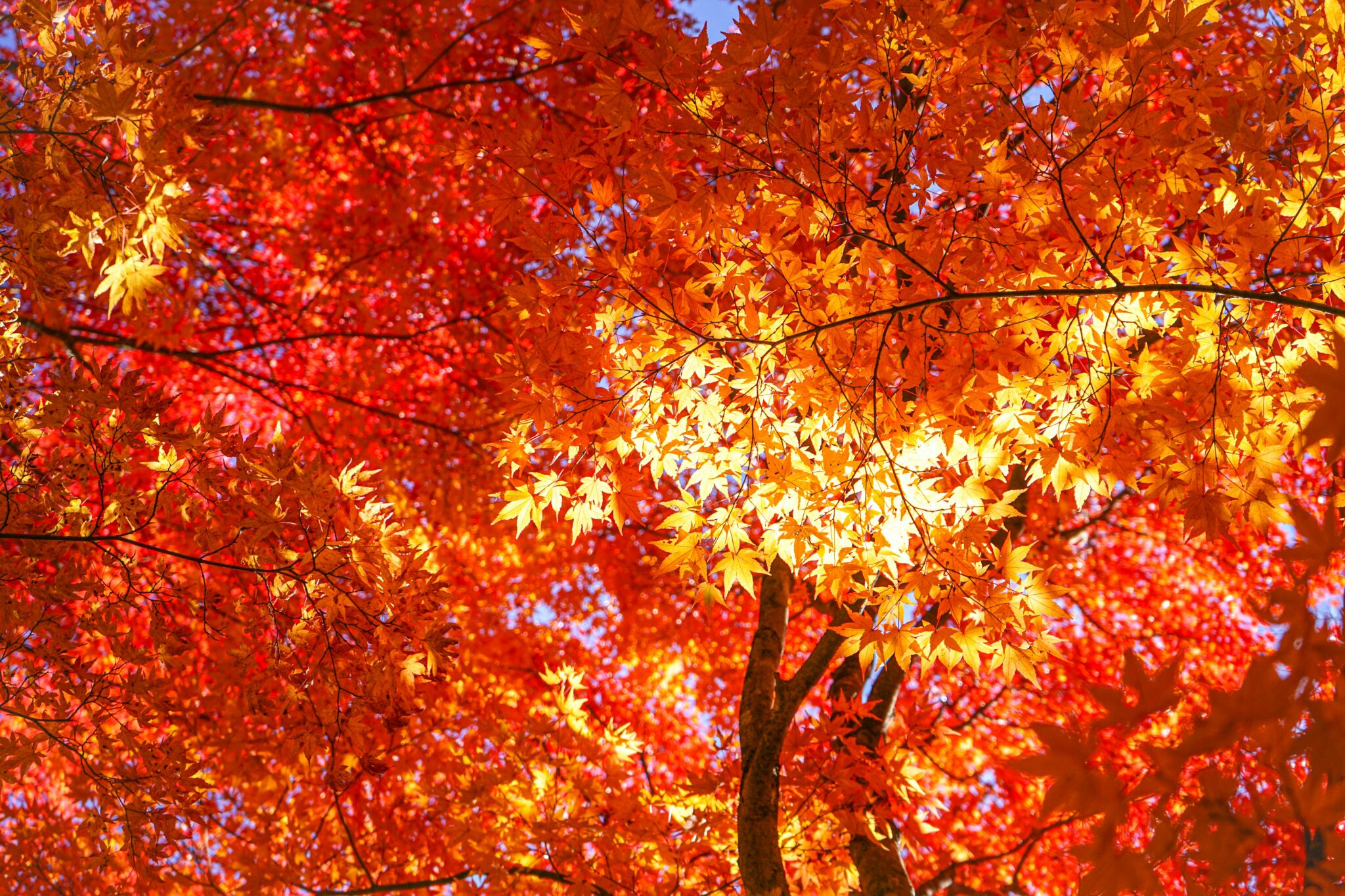 12 Quotes on the Beauty of Fall Transitions
